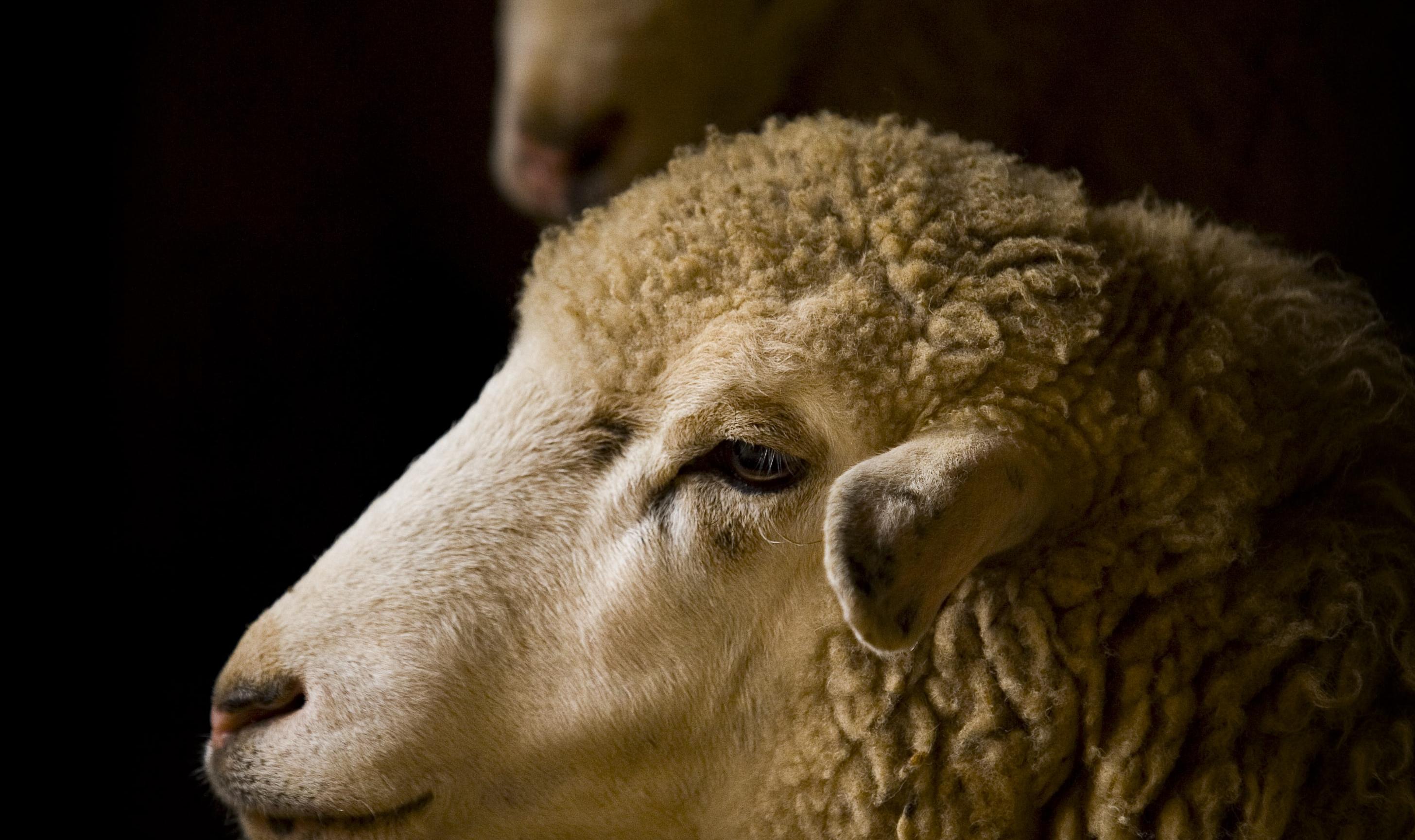 "Does Sheep Man Dream of Collecting Sheep?", written by AI | Eclectic Beams