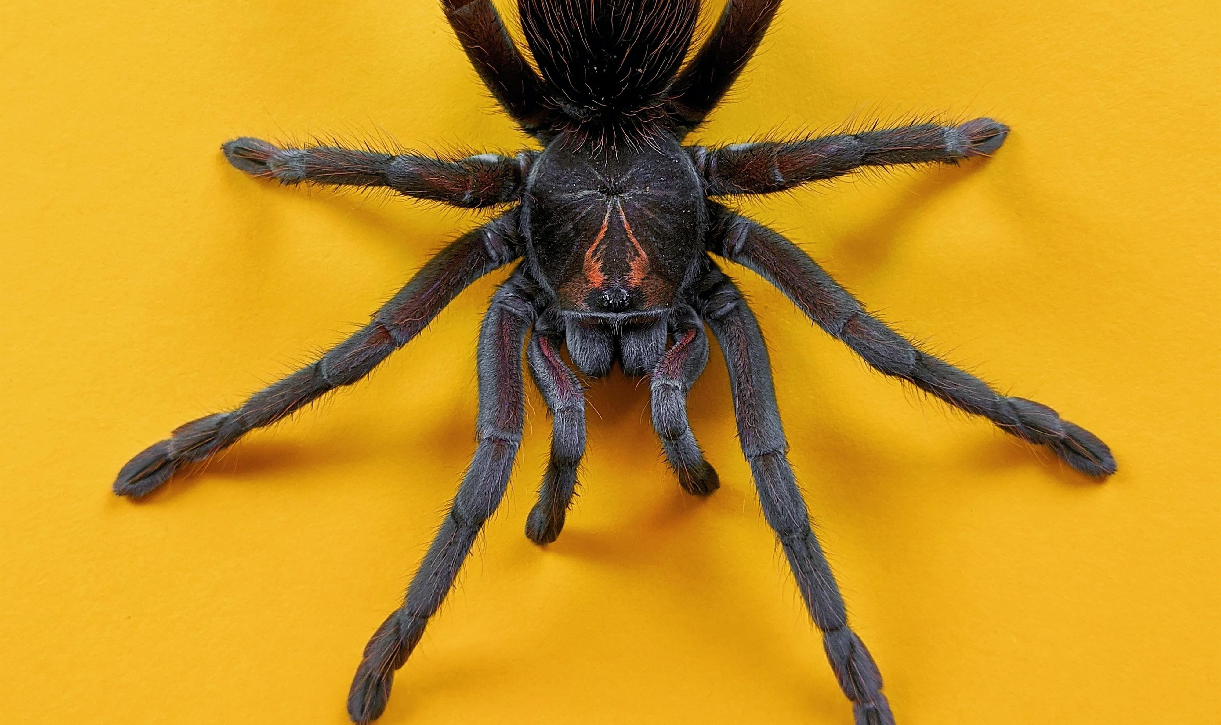 "Scythe and the Spider", written by AI | Eclectic Beams