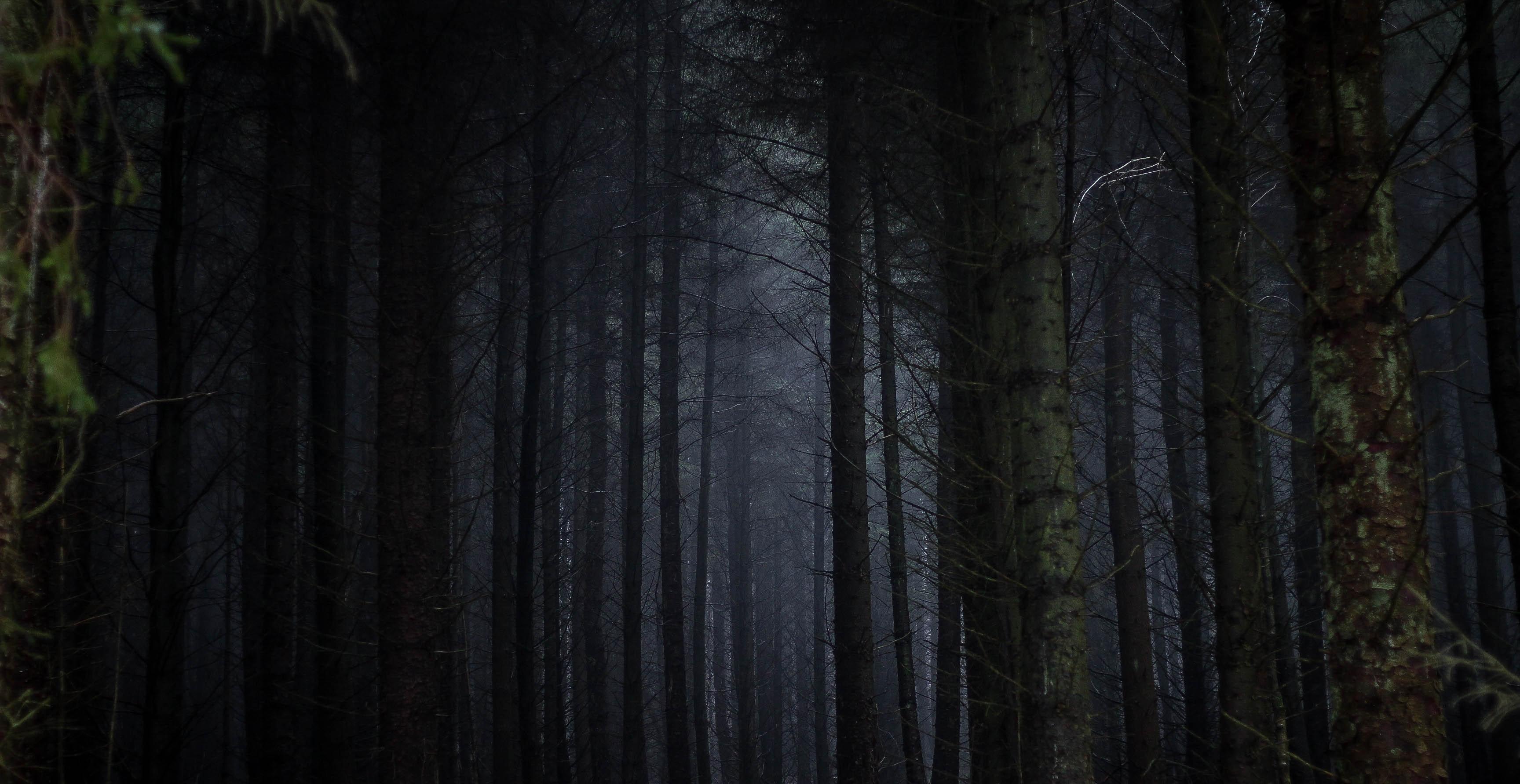 "Vampire Trees", written by AI | Eclectic Beams